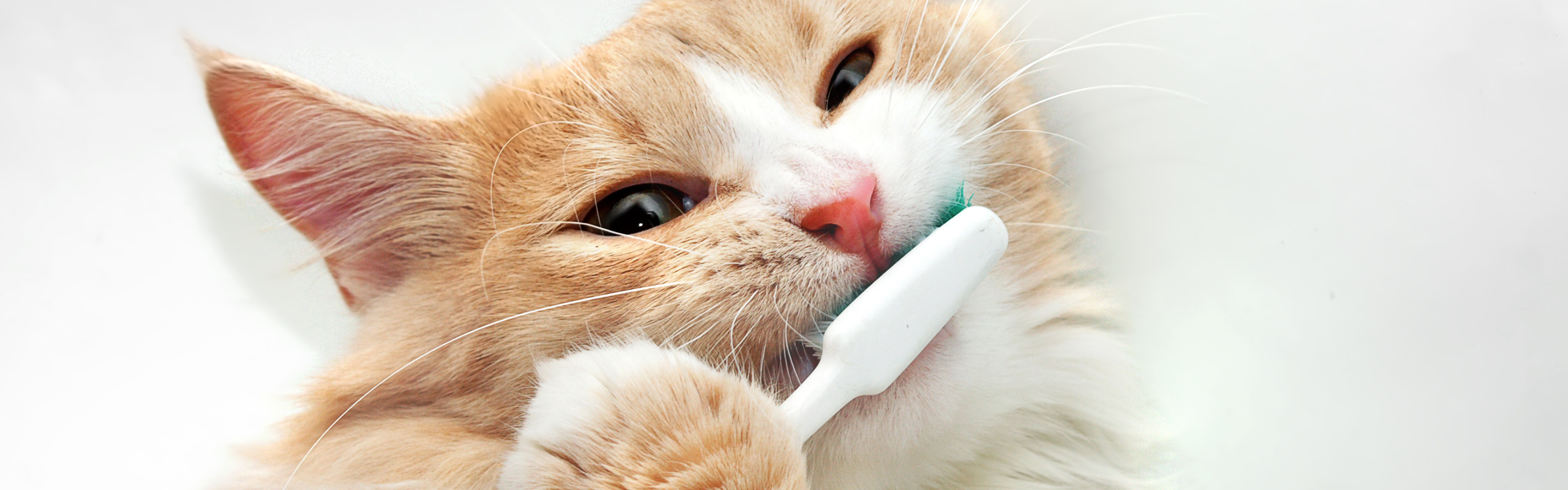 The key to better health is right under their nose – Petfirst Veterinary