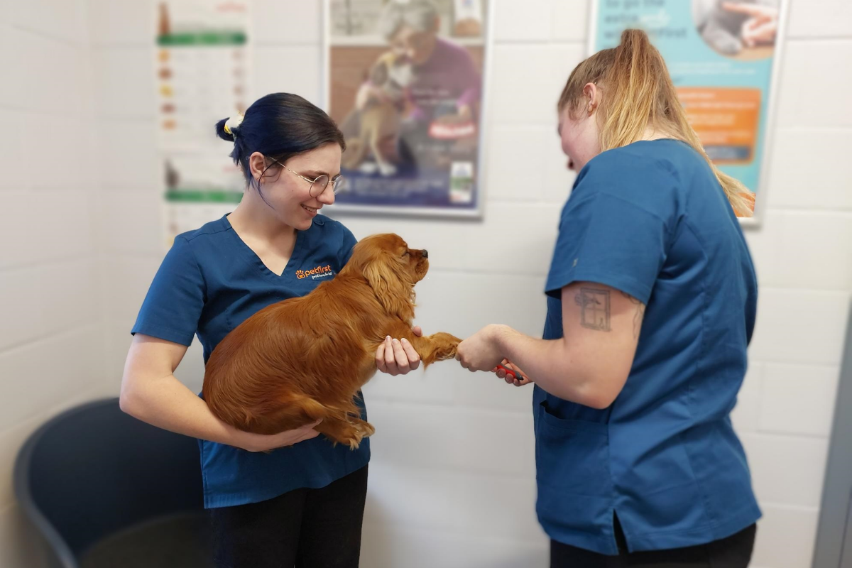 Petfirst Veterinary