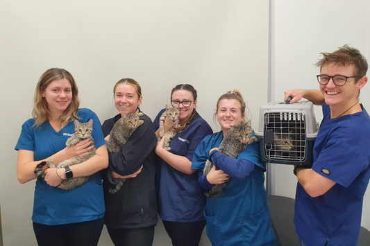 Manage your pet online – Petfirst Veterinary