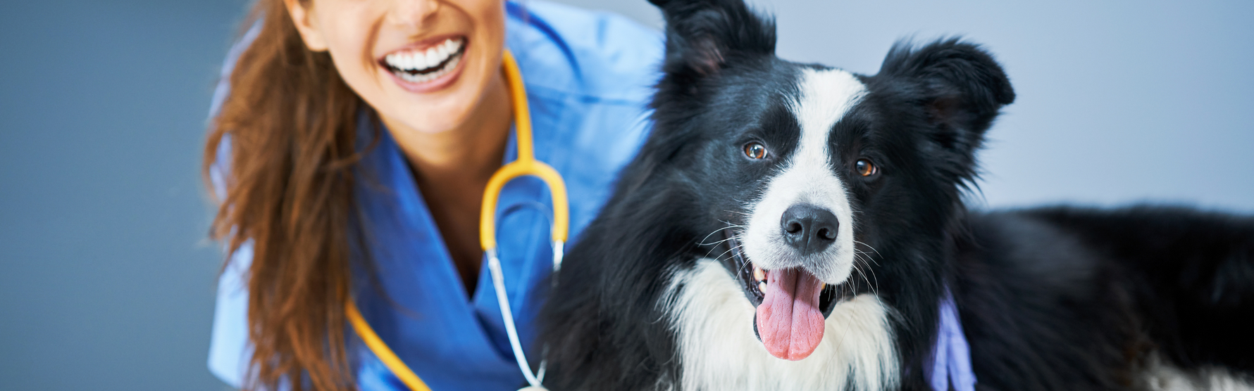 Our Clinics – Petfirst Veterinary