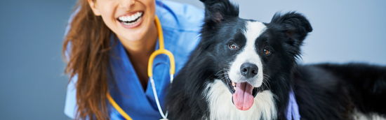 Our Clinics – Petfirst Veterinary