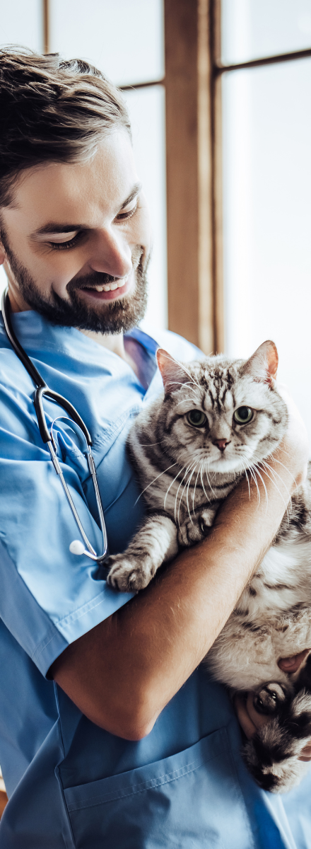 Manage your pet online – Petfirst Veterinary
