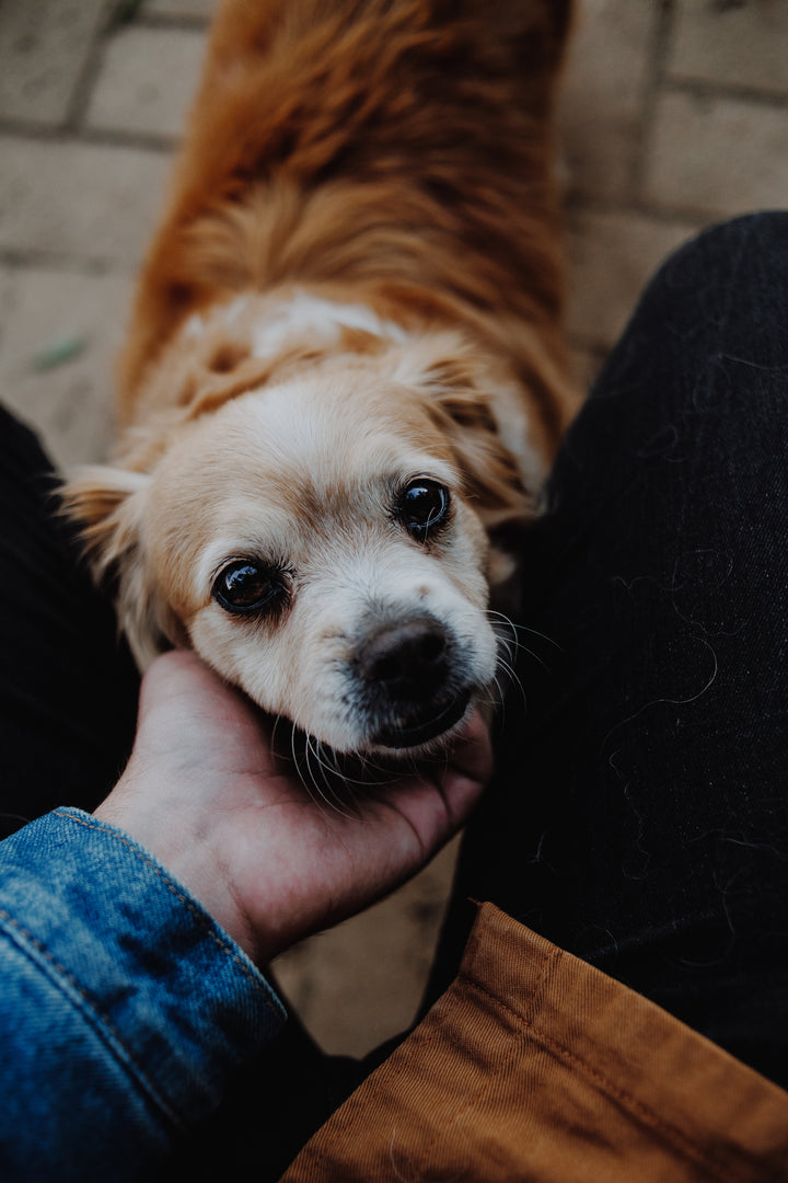 Petfirst Paws-pectives – Petfirst Veterinary